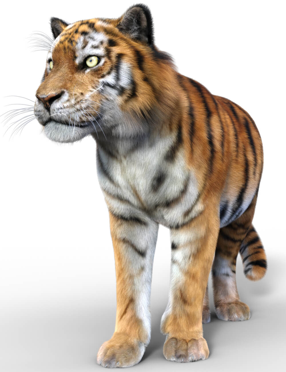 Strand-Based Velvet Hair for Tom Tiger Free Daz Content by Vyusur