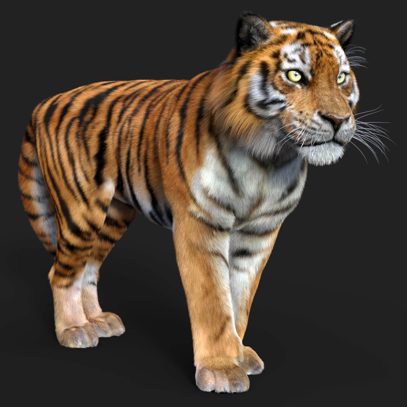 Tom Tiger for DAZ Studio by Vyusur