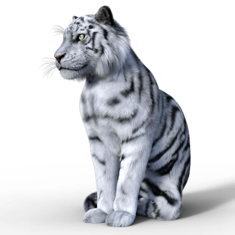 White Tiger for Tom Tiger - Daz Content by Vyusur