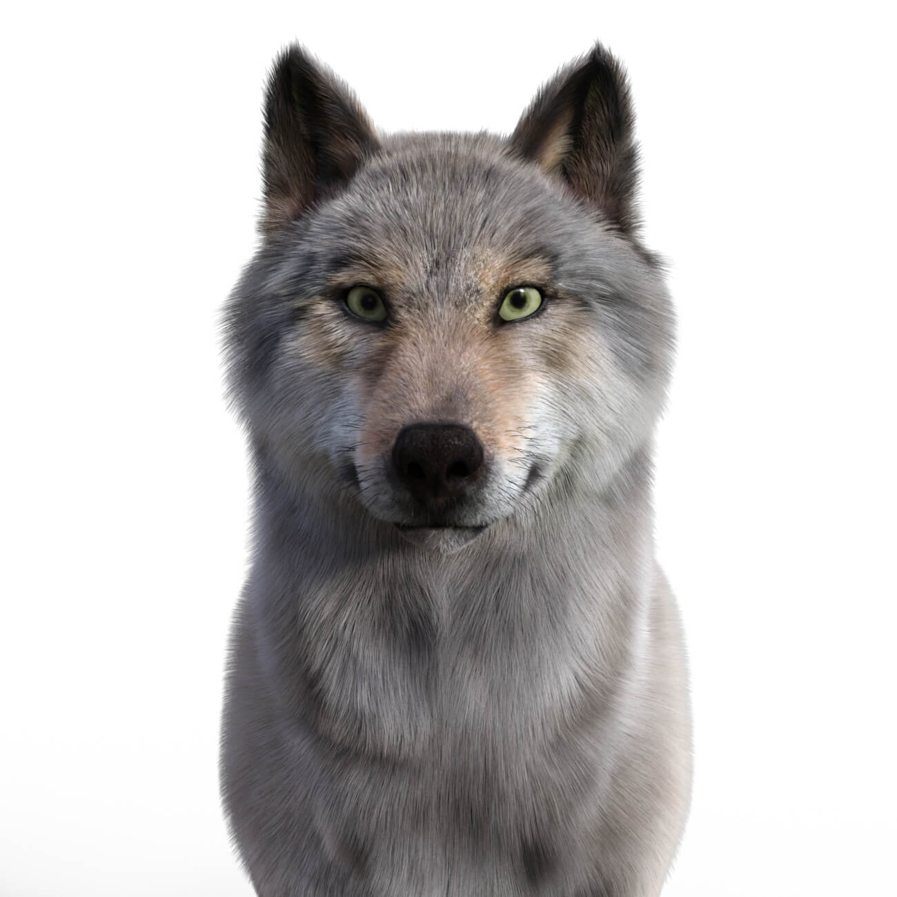 Wolf Standalone Figure - Daz Content by Vyusur