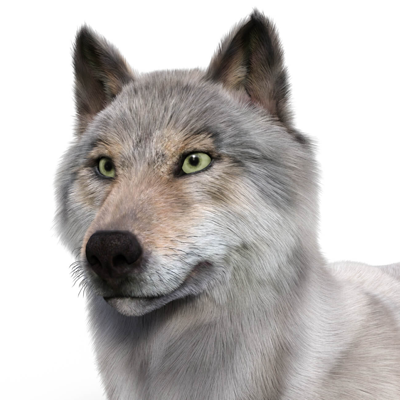 Wolf Standalone Figure - Daz Content by Vyusur