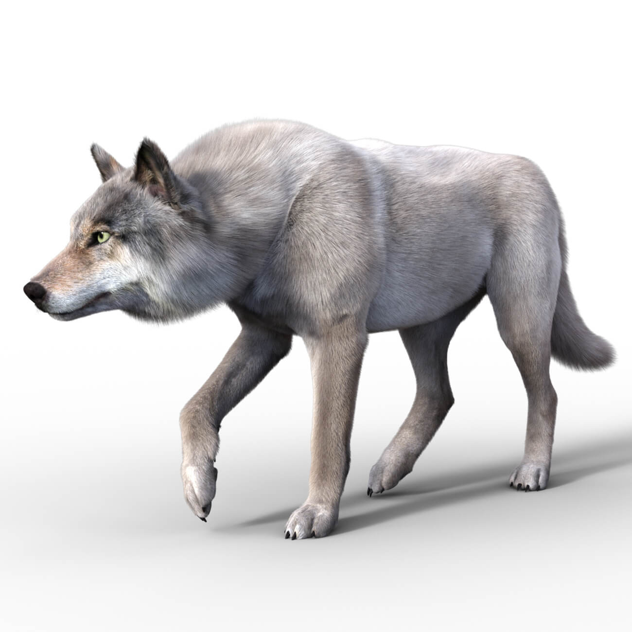 Wolf Standalone Figure - Daz Content by Vyusur