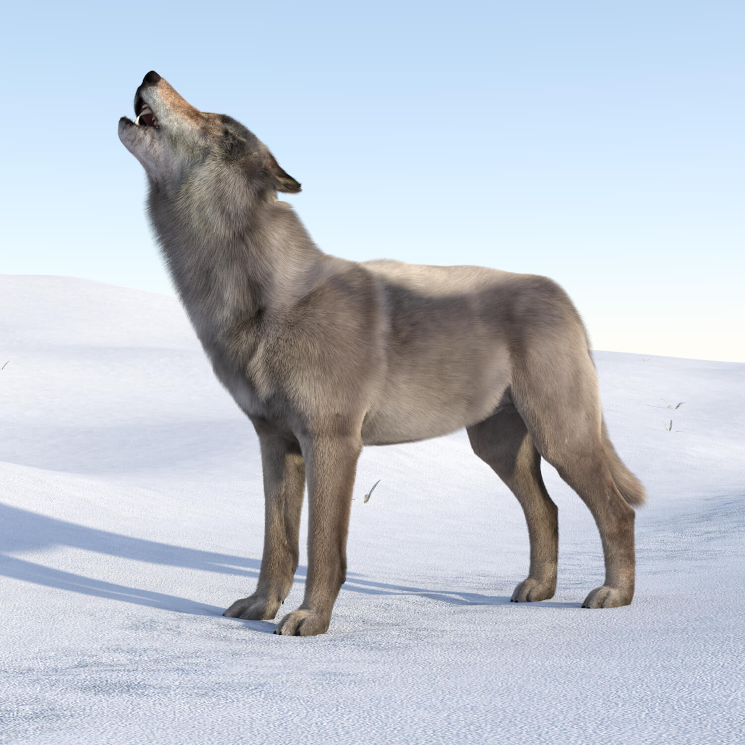 Wolf Standalone Figure - Daz Content by Vyusur