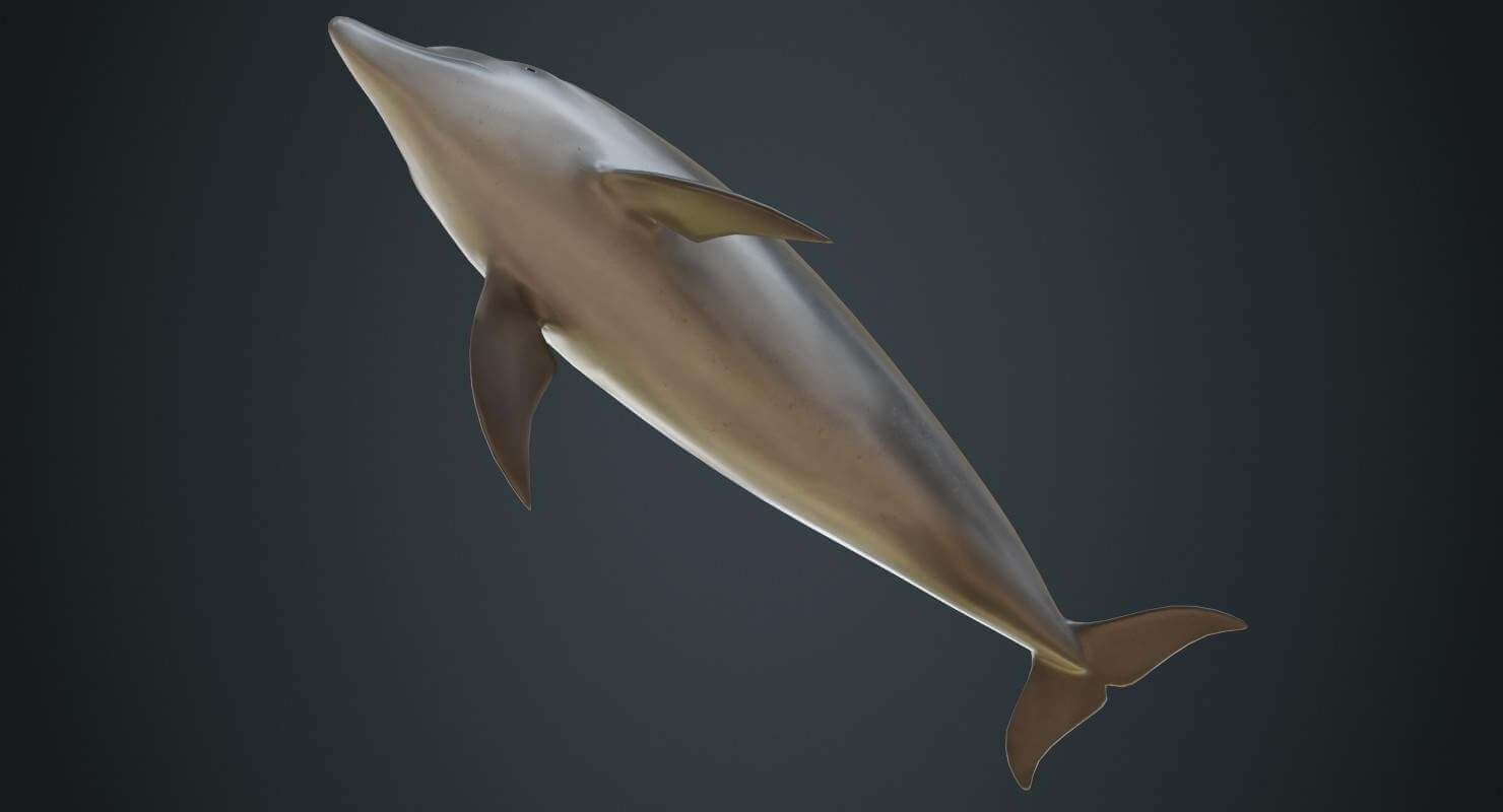Dolphin 1A - 3D Model by weeray