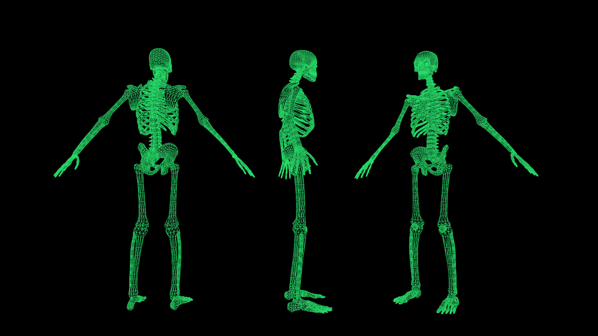 Skeleton 01 Low Poly - 3D Model by Wernerkurt