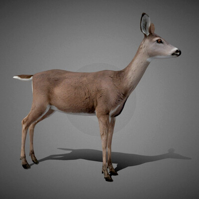 Realistic Animated Doe 3D Model by WildMesh 3D