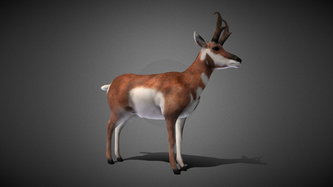 Realistic Animated Pronghorn 3D Model by WildMesh 3D