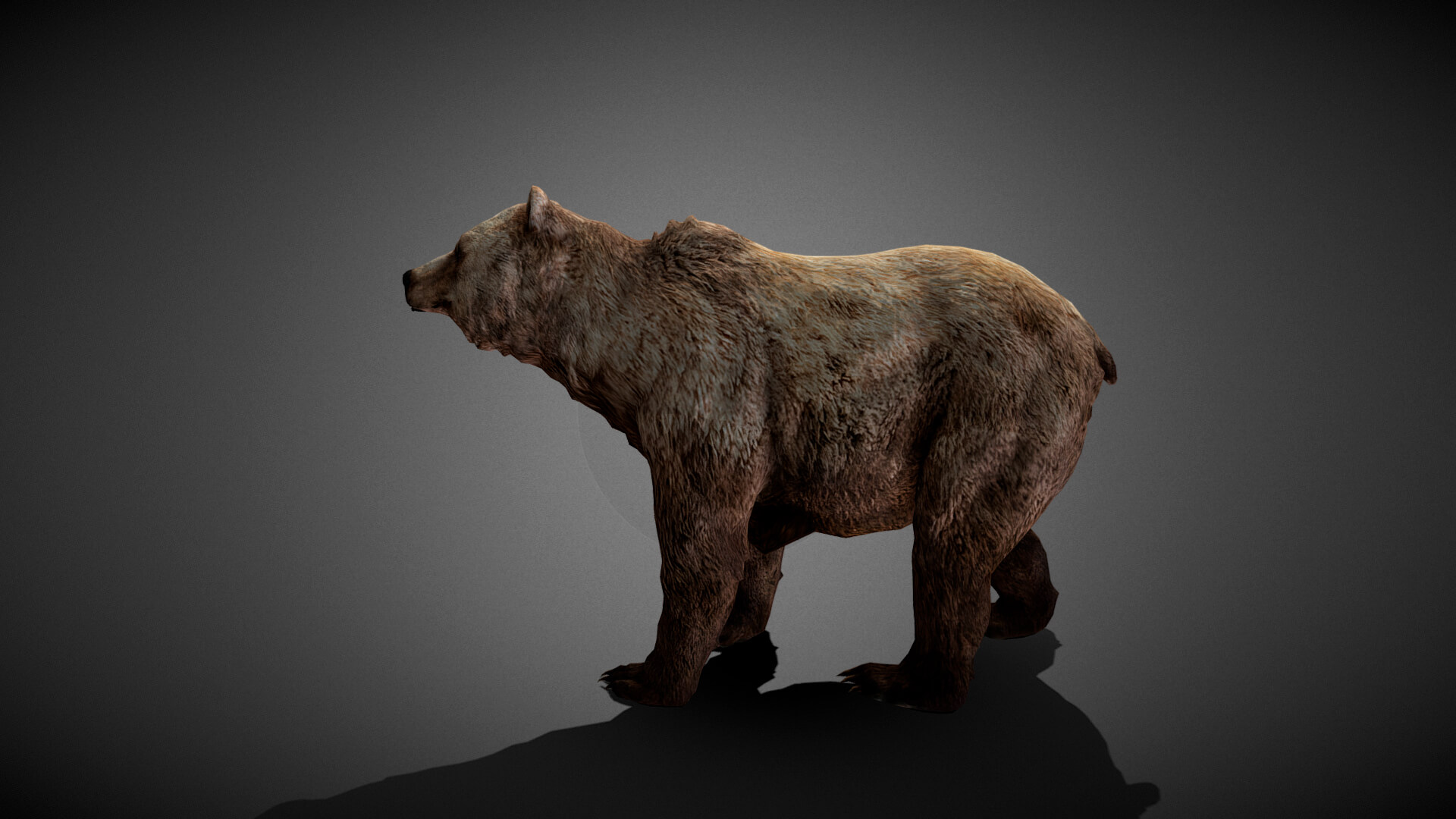 Realistic Animated Bear 3D Model by WildMesh 3D