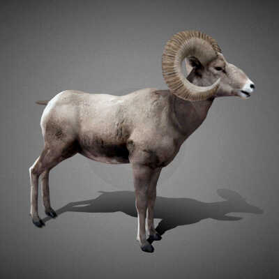 Realistic Animated Bighorn 3D Model by WildMesh 3D