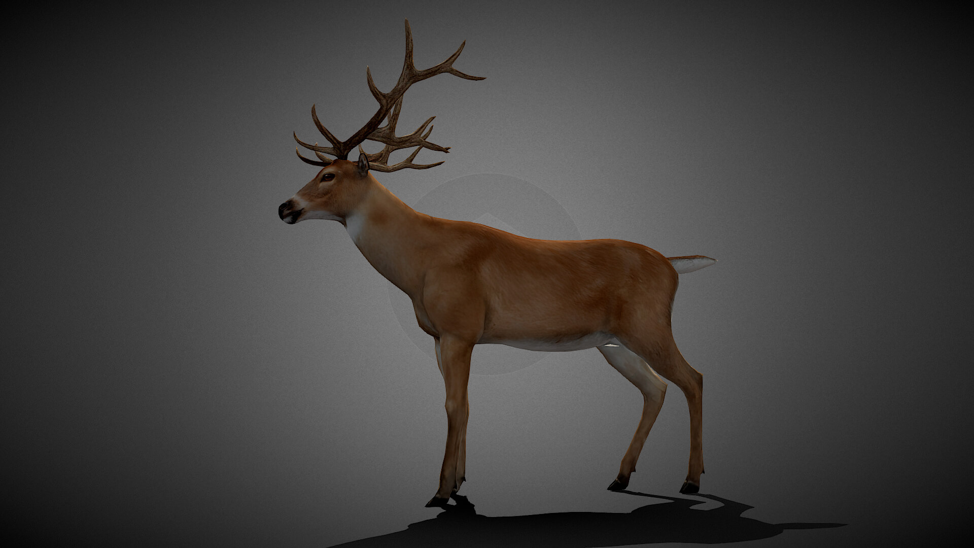 Realistic Animated Deer 3D Model by WildMesh 3D
