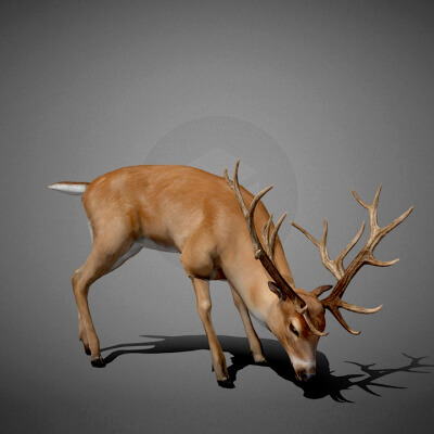 Realistic Animated Deer 3D Model by WildMesh 3D