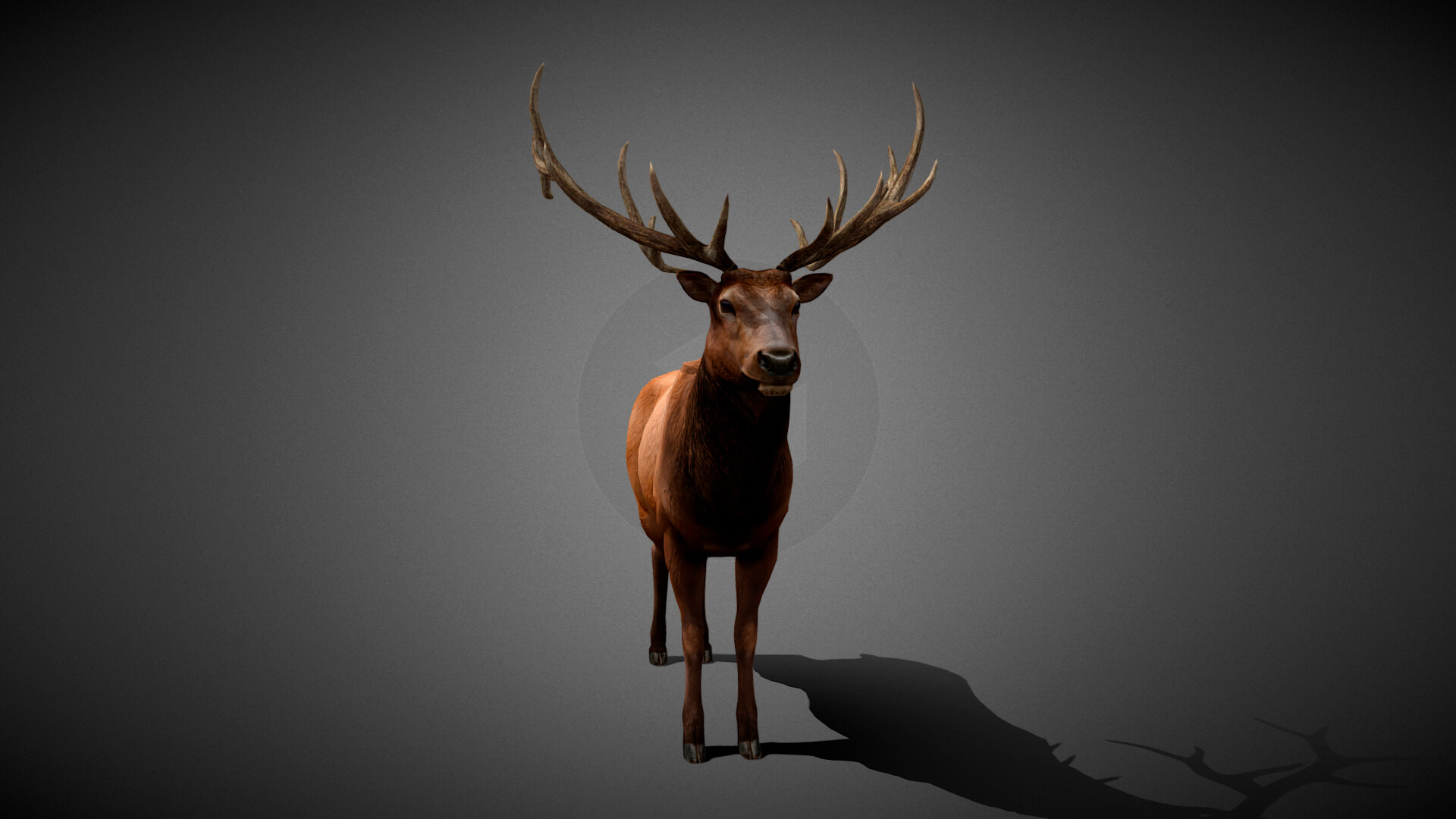 Realistic Animated Elk 3D Model by WildMesh 3D