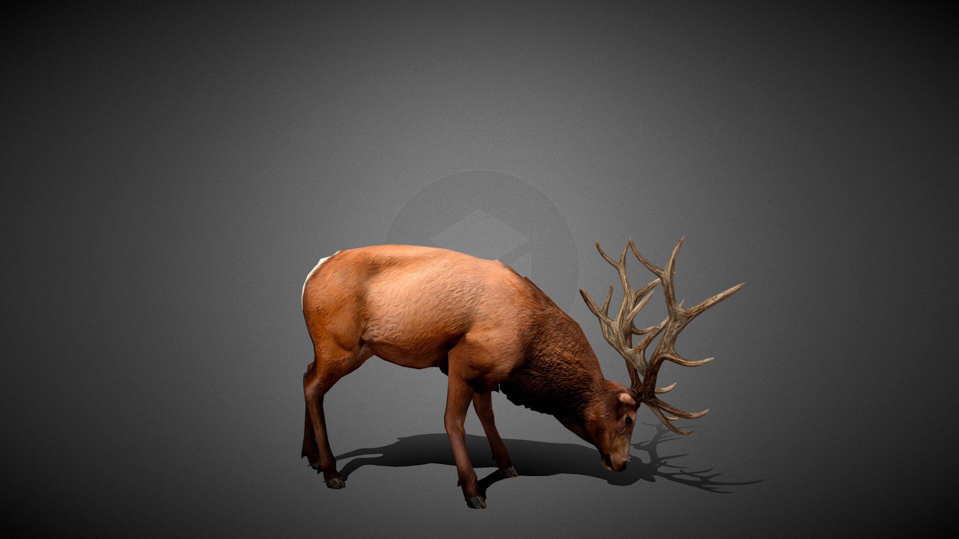 Realistic Animated Elk 3D Model by WildMesh 3D