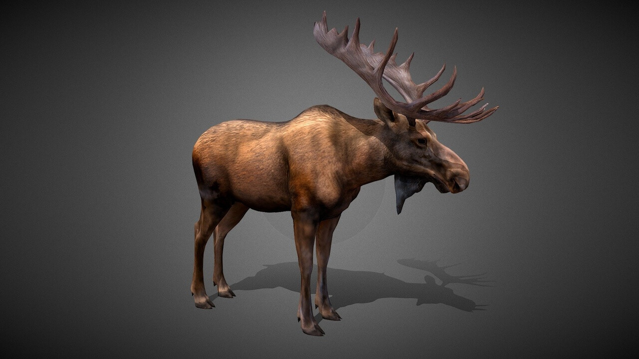 Realistic Animated Moose 3D Model by WildMesh 3D