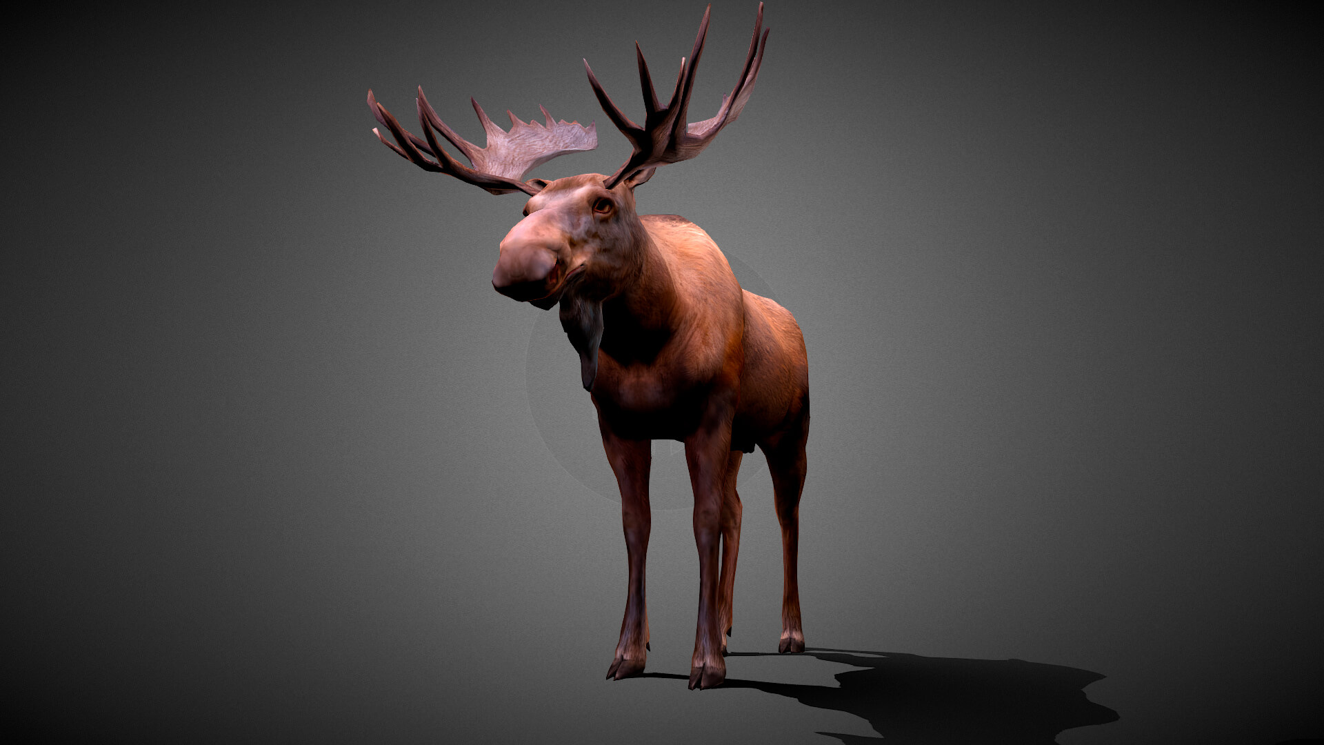 Realistic Animated Moose 3D Model by WildMesh 3D