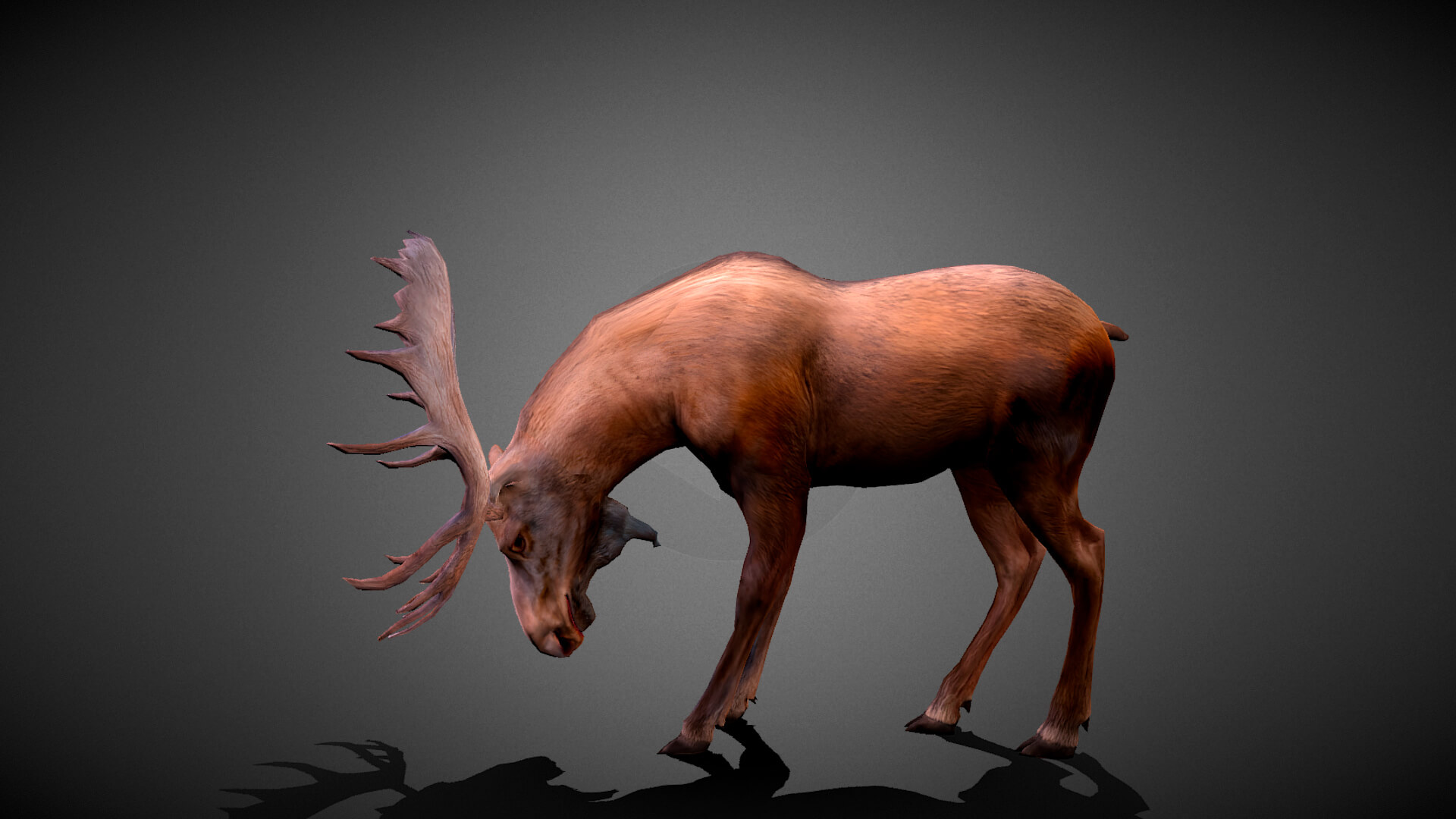Realistic Animated Moose 3D Model by WildMesh 3D