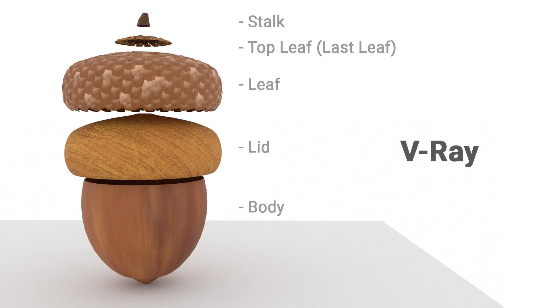 Acorn - 3D Model by WilliamJ