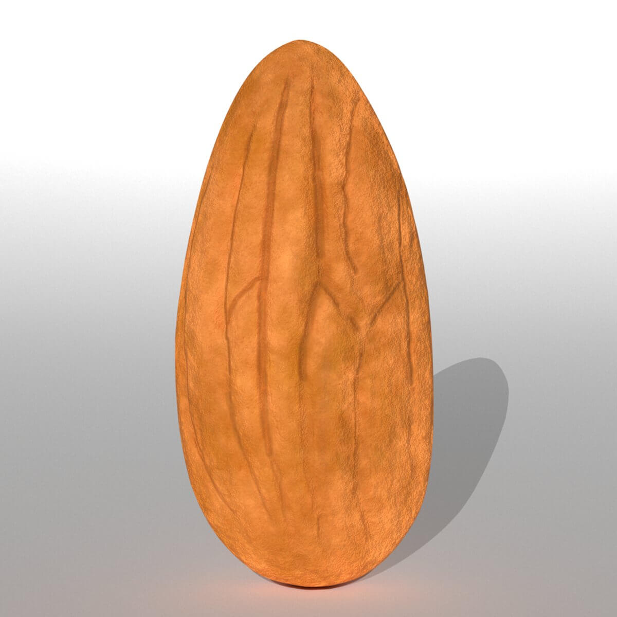 Almond - 3D Model by WilliamJ