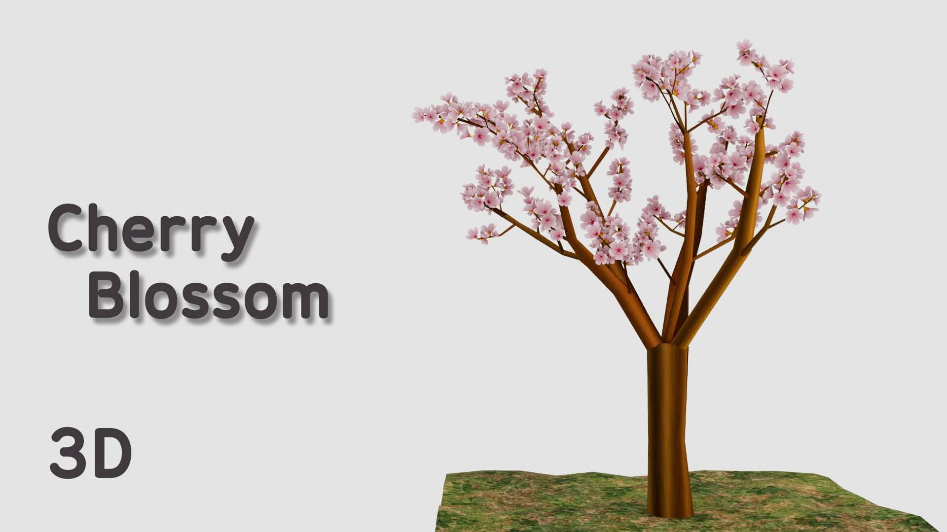 Cherry Blossom - 3D Model by WilliamJ