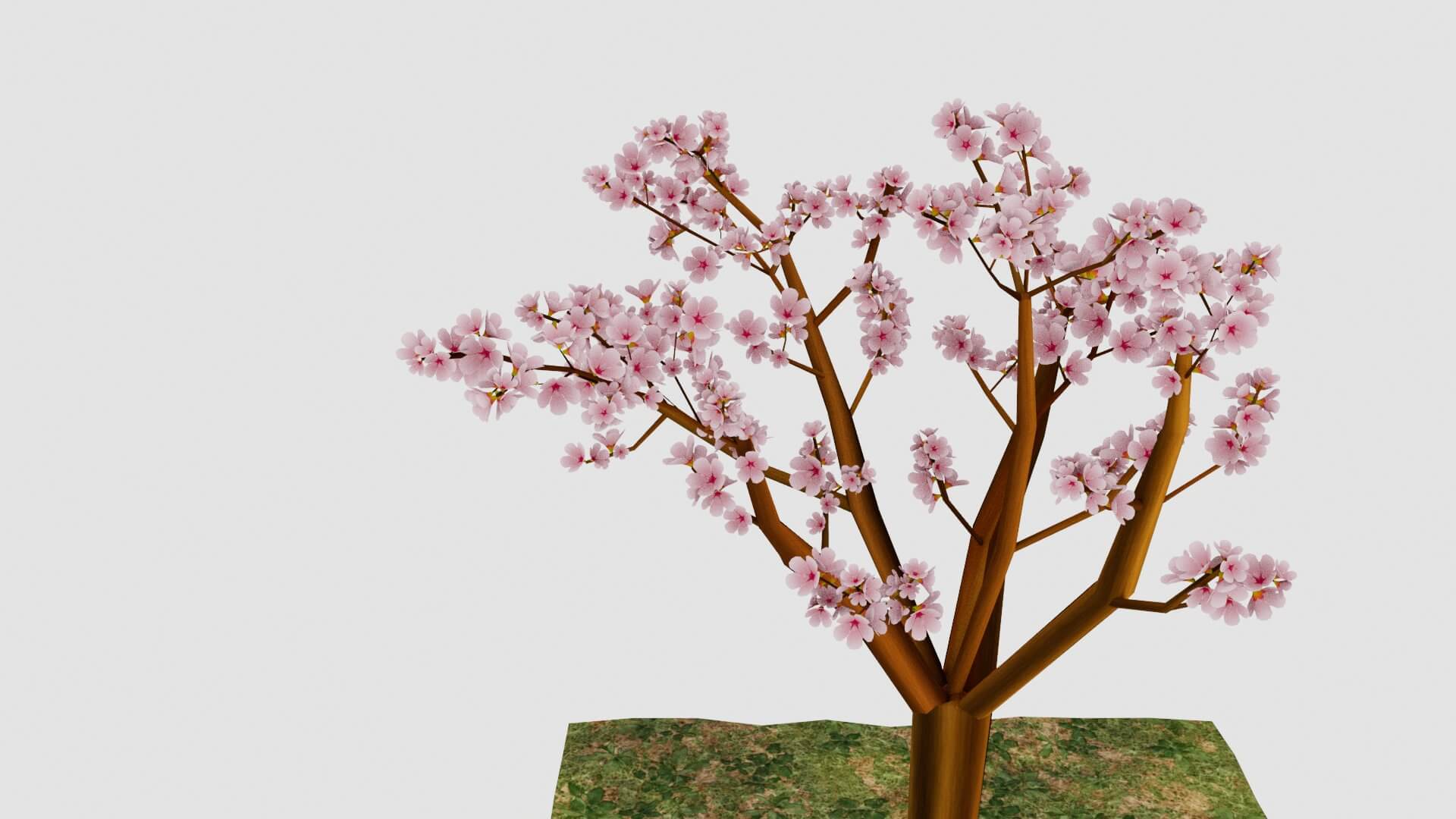 Cherry Blossom - 3D Model by WilliamJ
