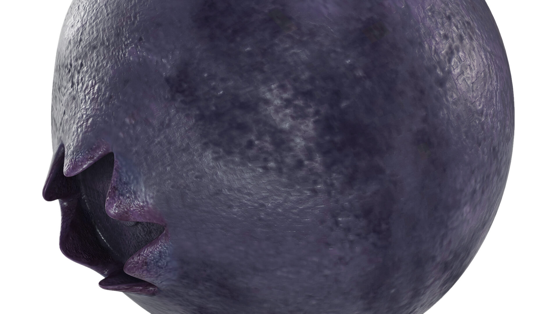 Blueberry 3D Model by Xandra Fox