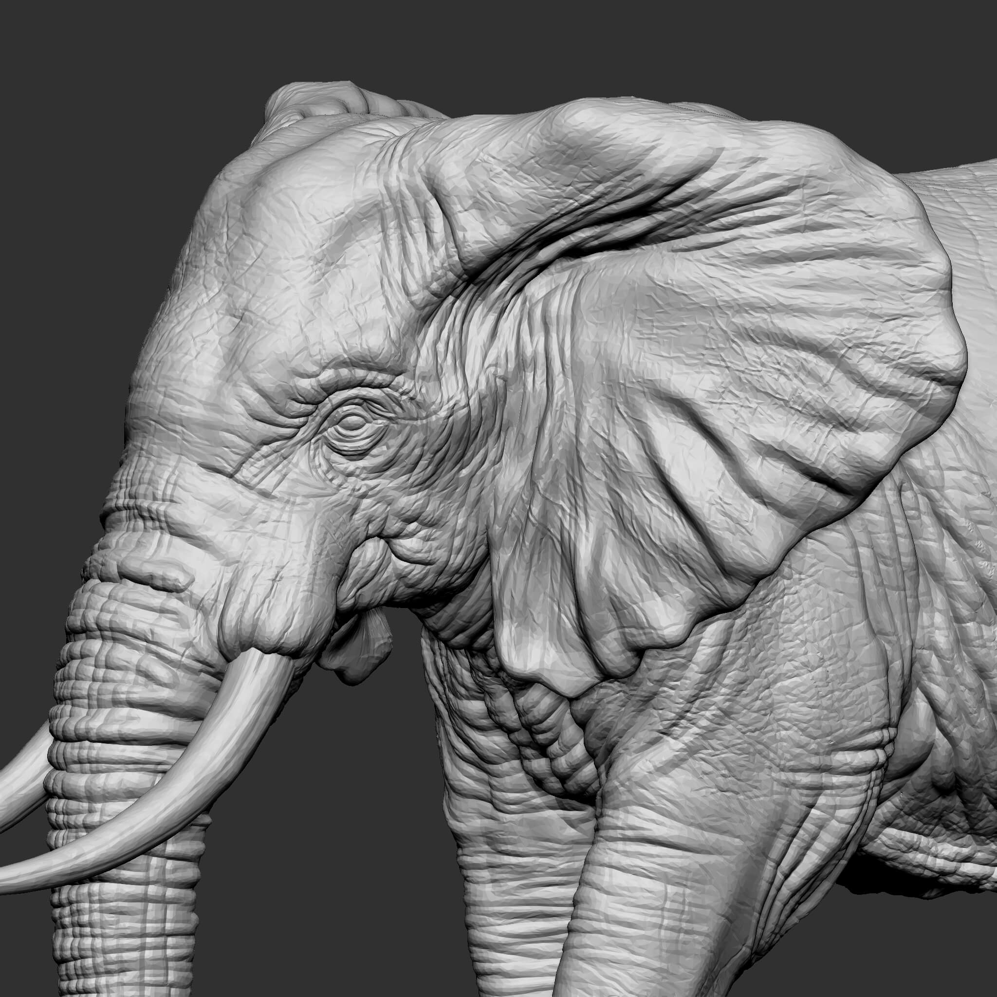 Elephant 3D Print Model by ydstudio96