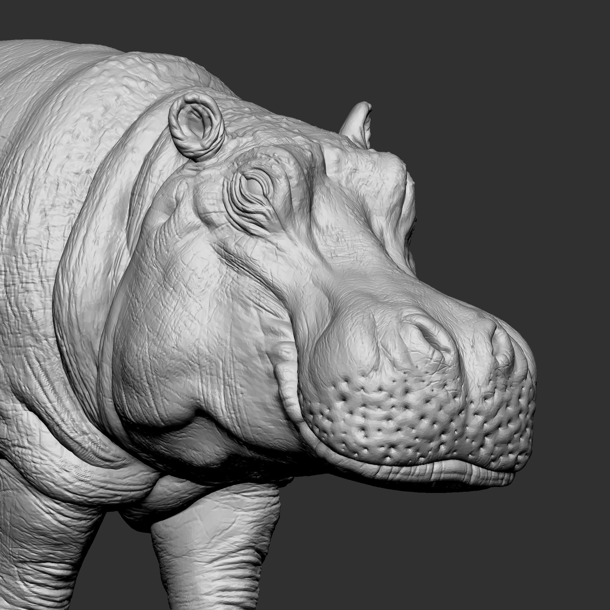 Hippopotamus 3D Print Model by ydstudio96