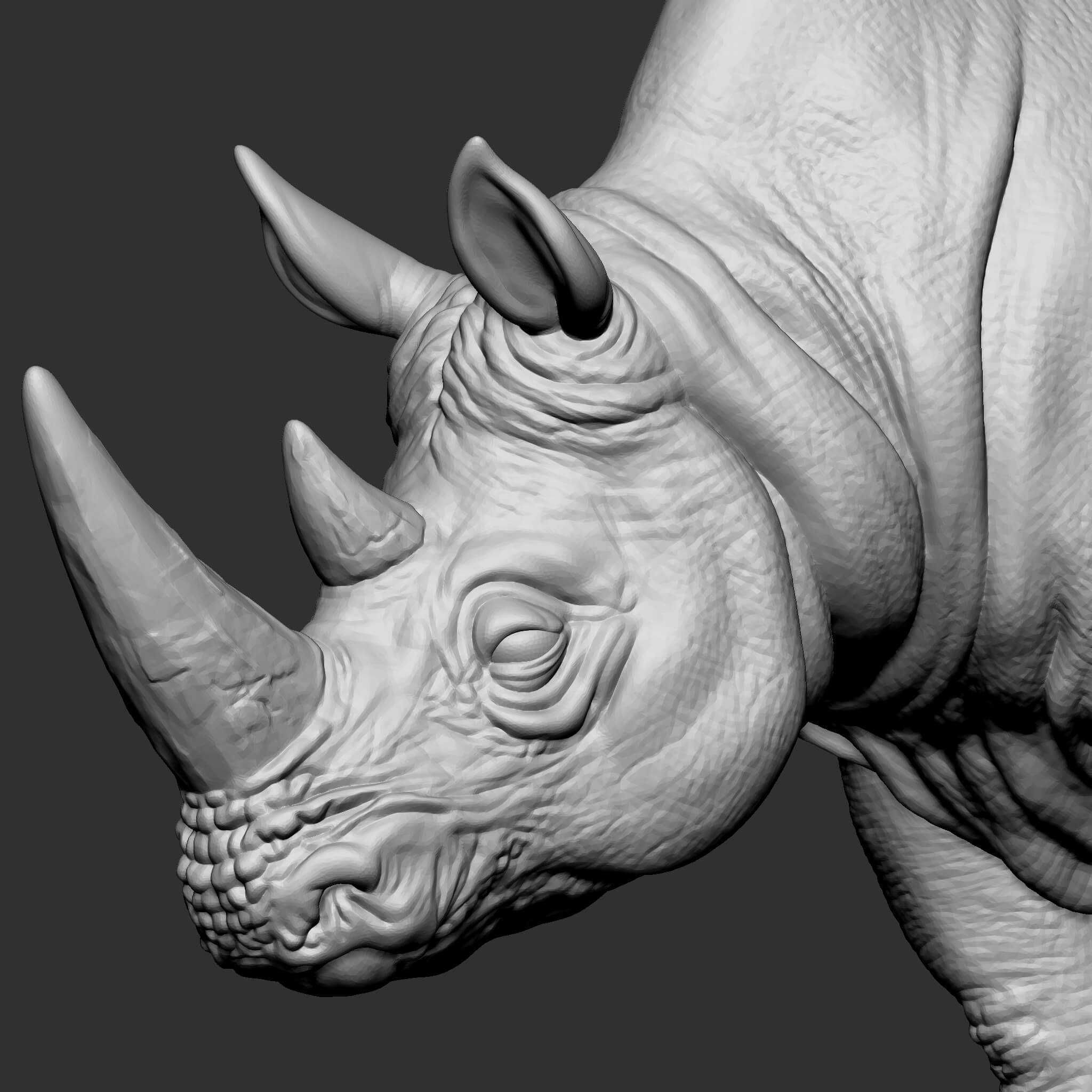 Rhino 3D Print Model by ydstudio96