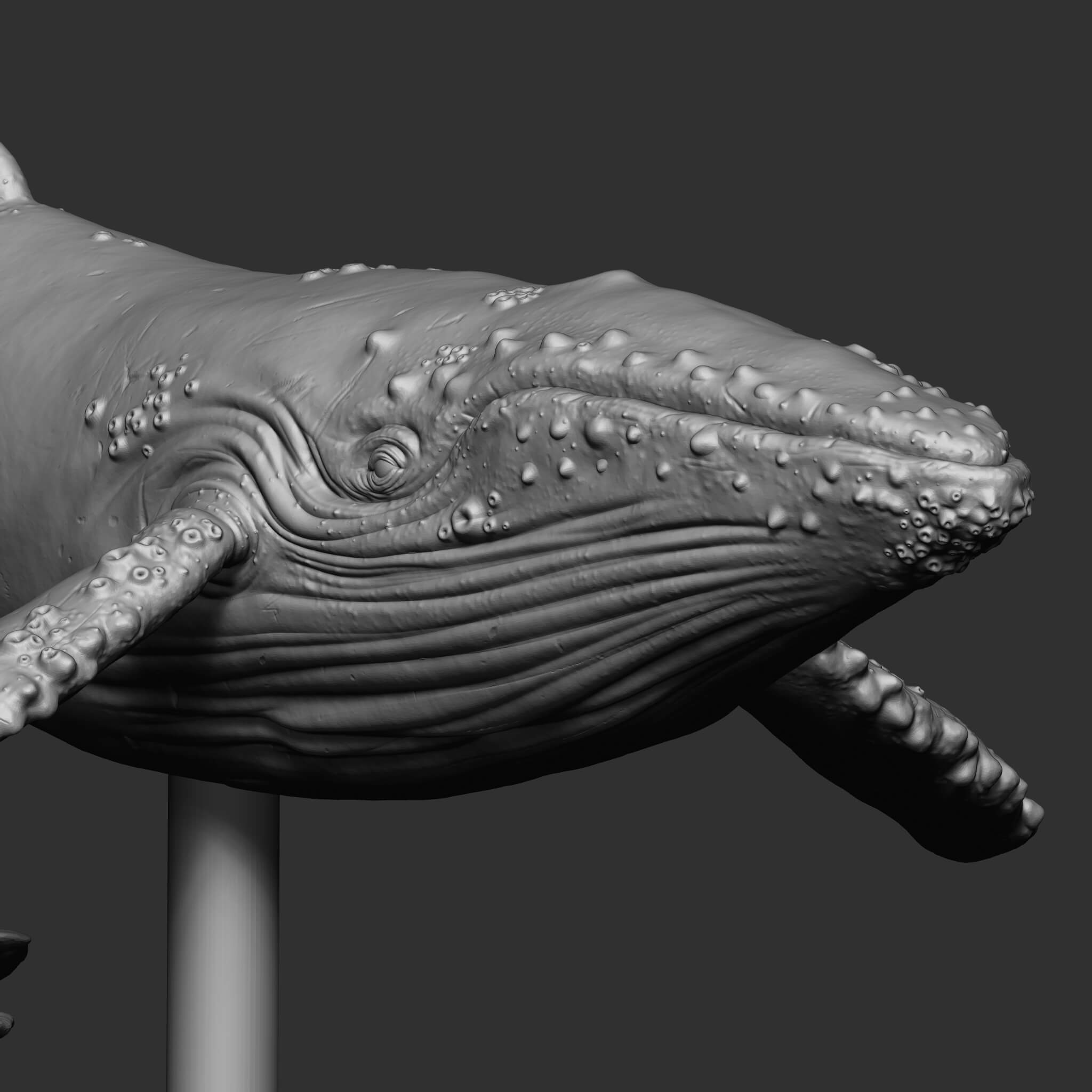 Whale 3d Print Model By Ydstudio96