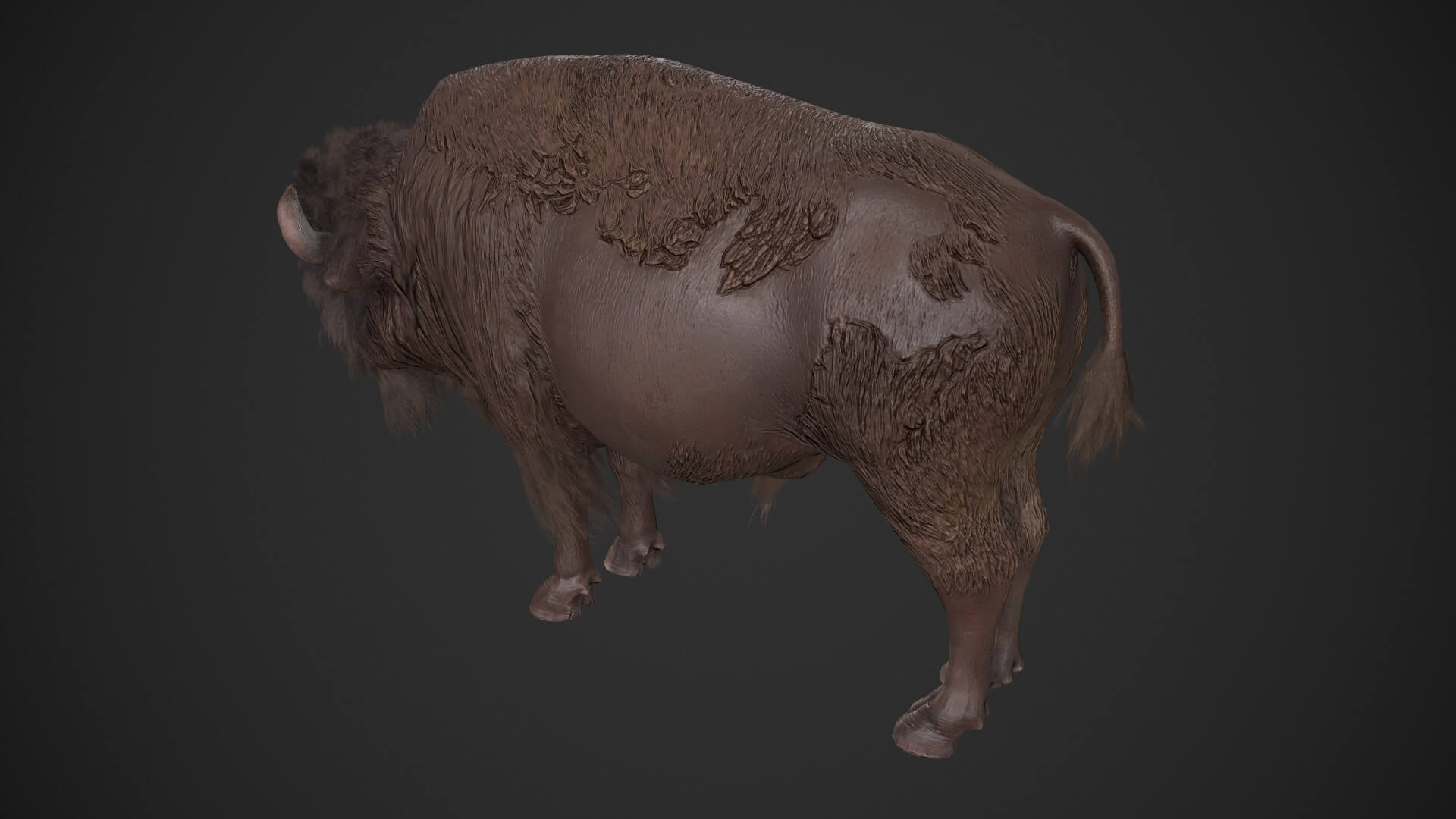 Bison - 3D Model by yn-delmund