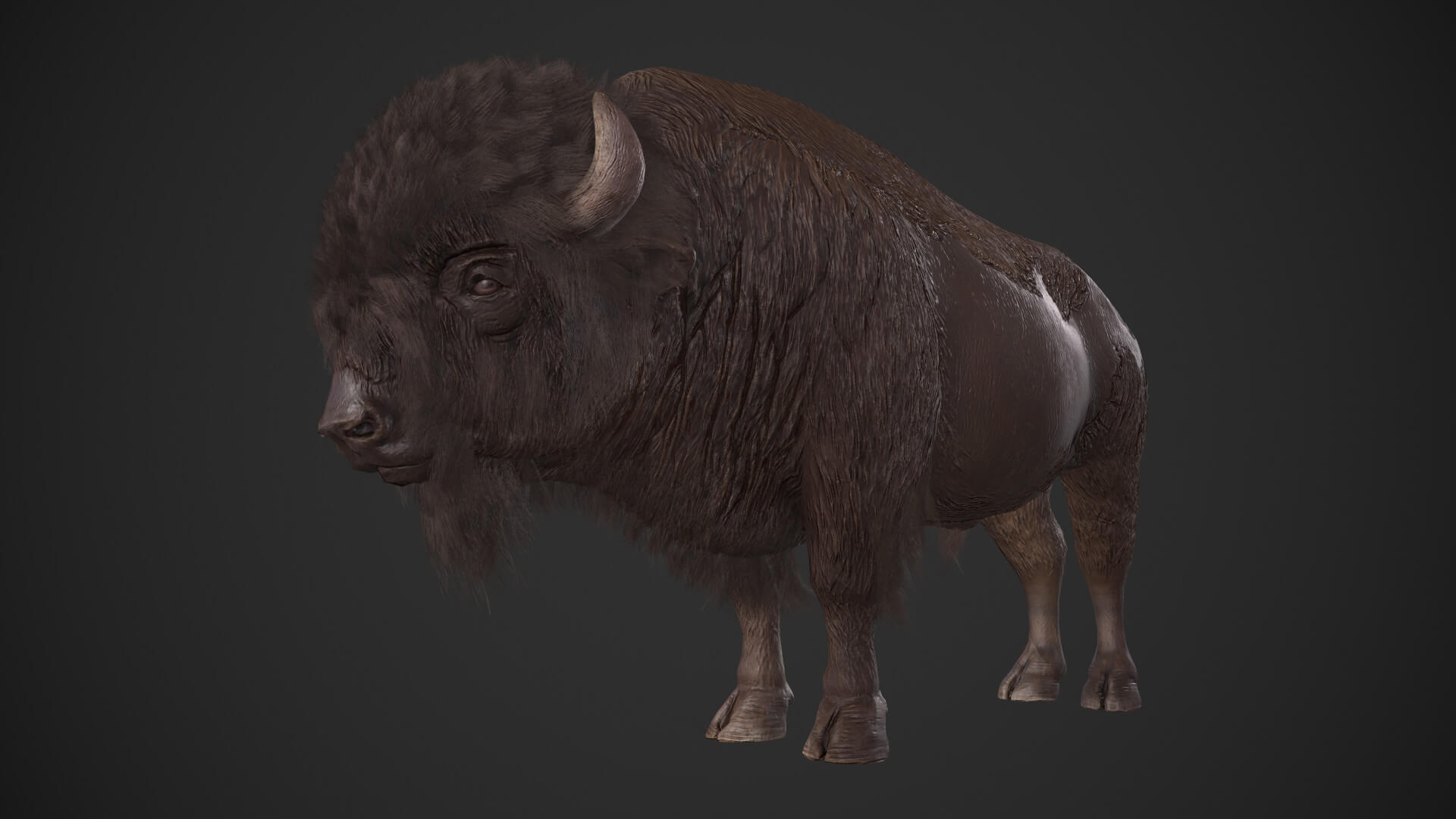 Bison - 3D Model by yn-delmund