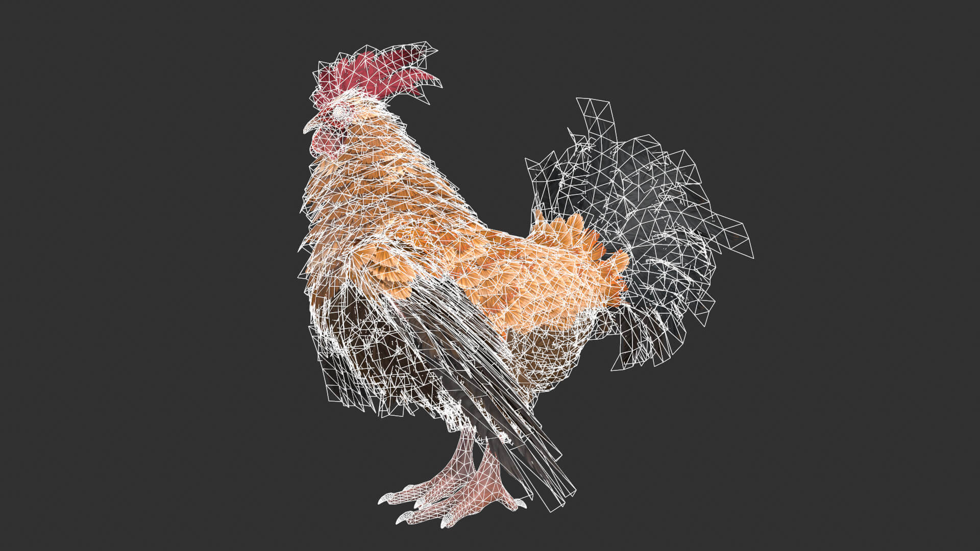 Rooster - 3D Model by yn-delmund