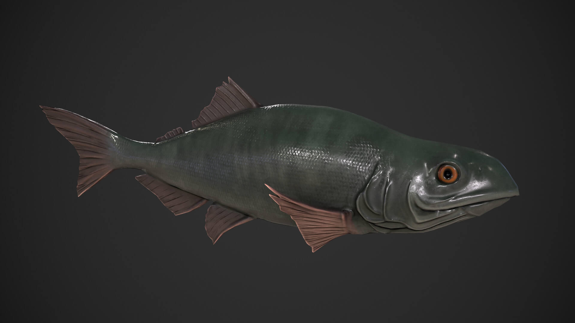 Freshwater Fish - 3D Model by yn-delmund