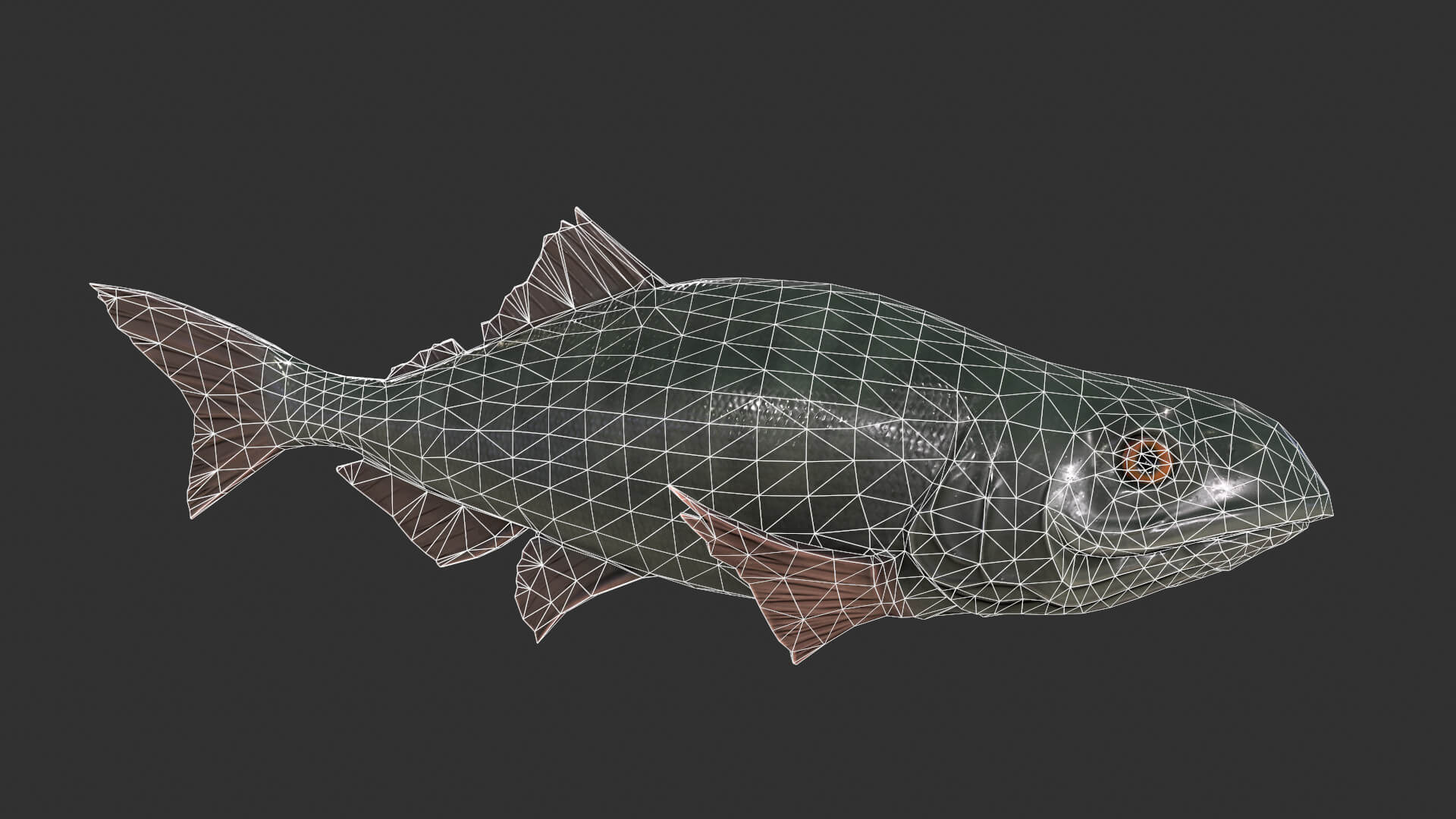 Freshwater Fish - 3D Model by yn-delmund