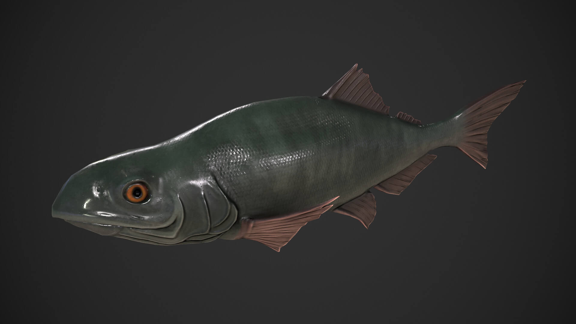 Freshwater Fish - 3D Model by yn-delmund