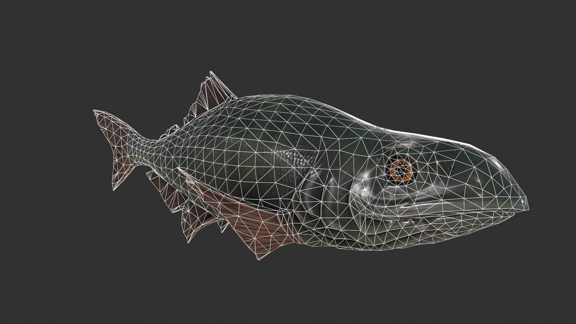Freshwater Fish - 3D Model by yn-delmund
