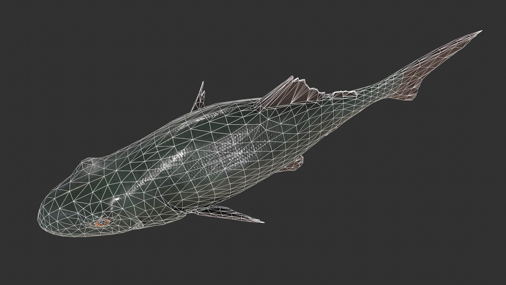 Freshwater Fish - 3D Model by yn-delmund