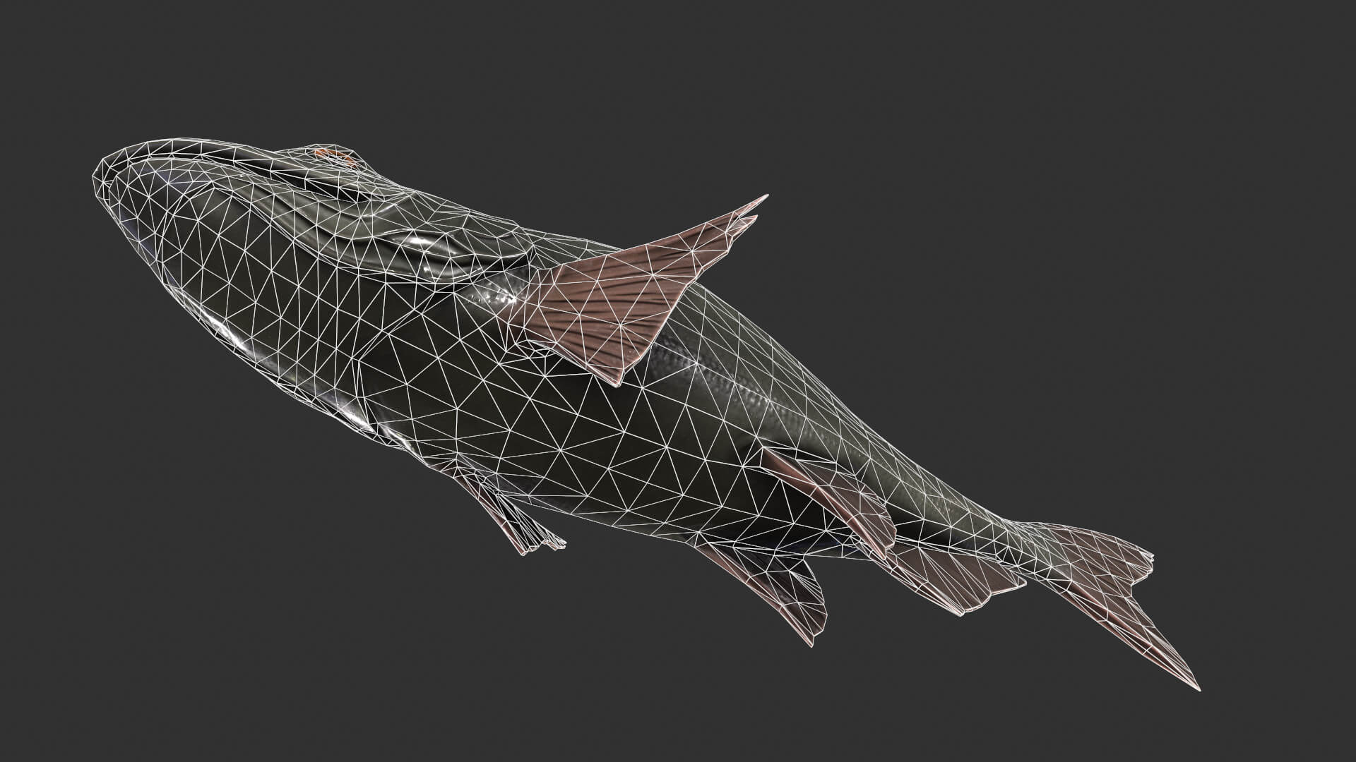 Freshwater Fish - 3D Model by yn-delmund