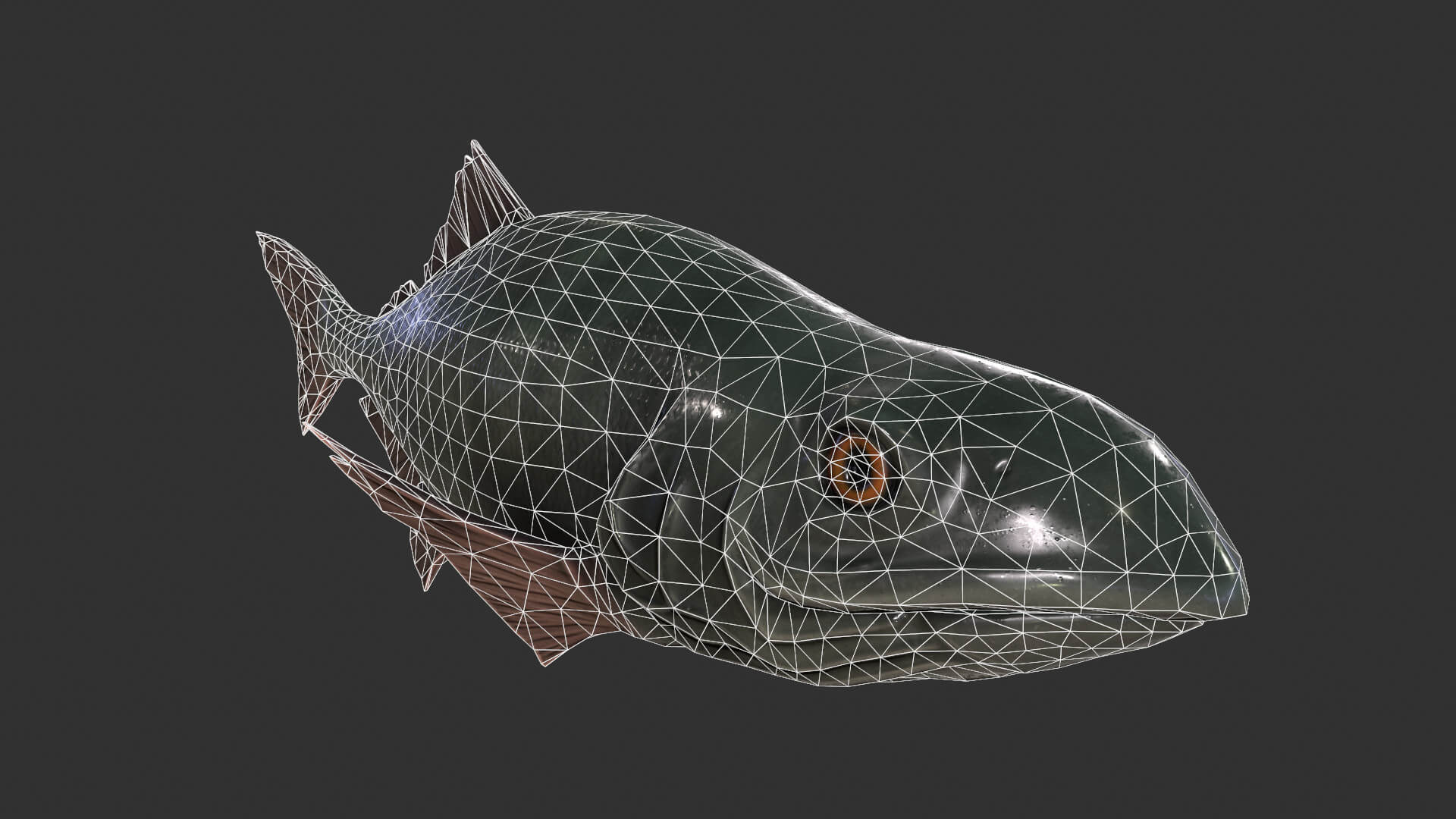 Freshwater Fish - 3D Model by yn-delmund