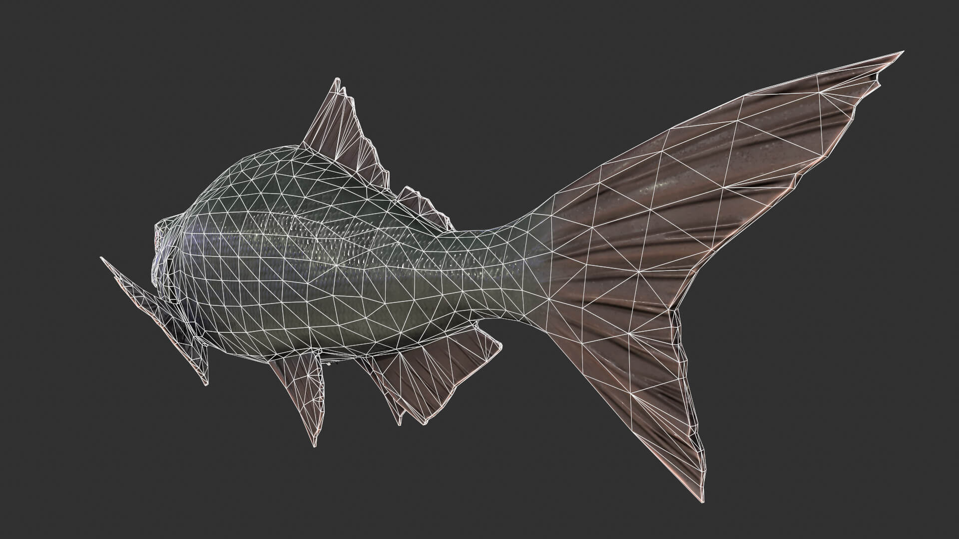 Freshwater Fish - 3D Model by yn-delmund
