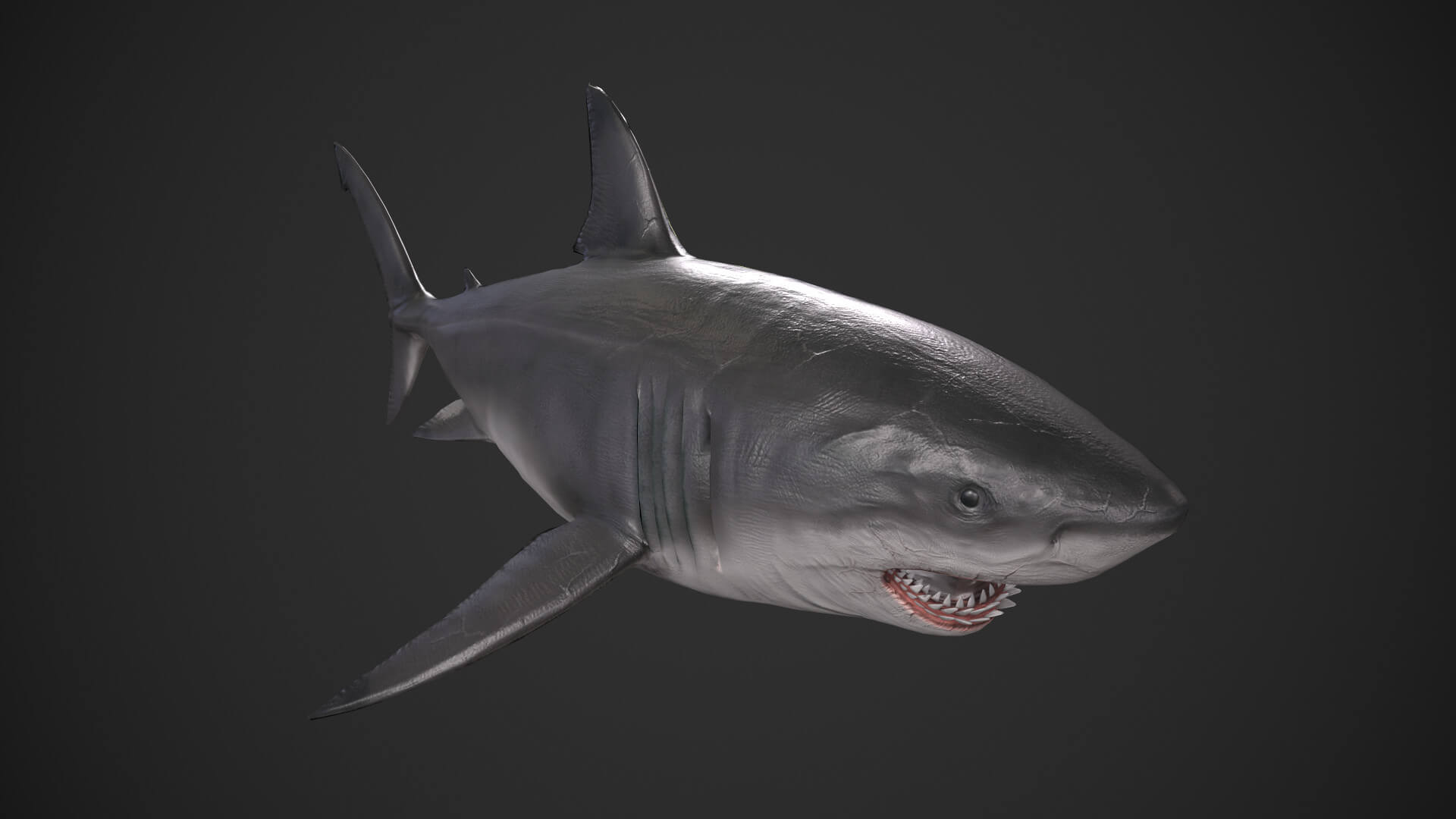 Great White Shark - 3D Model by yn-delmund