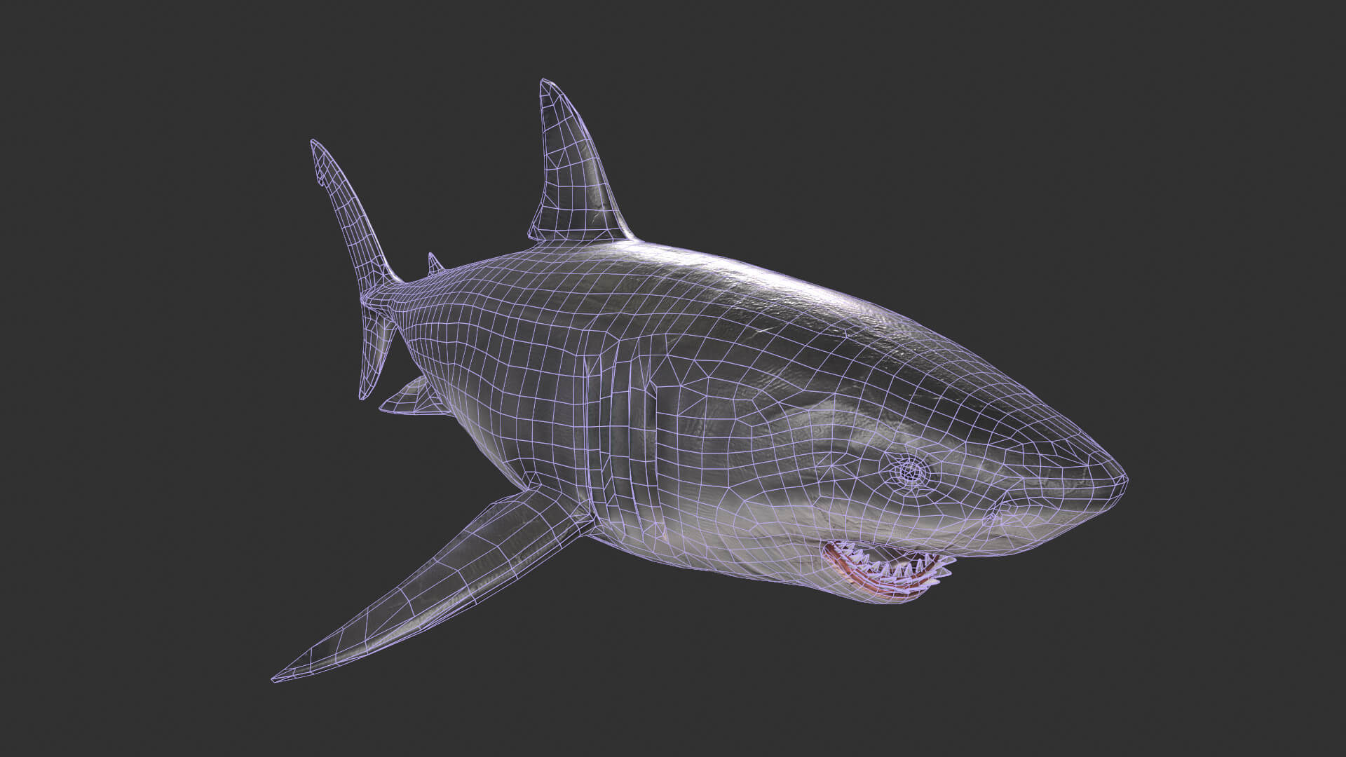 Great White Shark - 3D Model by yn-delmund