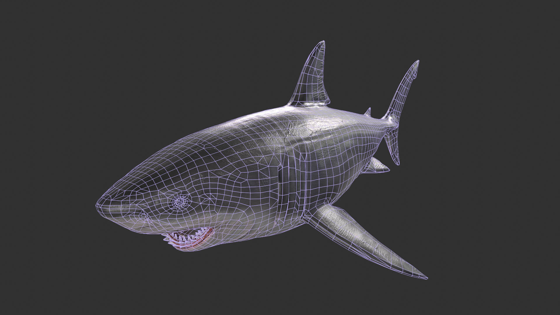 Great White Shark - 3D Model by yn-delmund