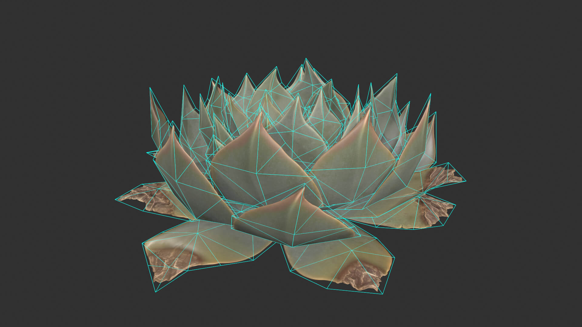 Live Forever Succulent - 3D Model by yn-delmund