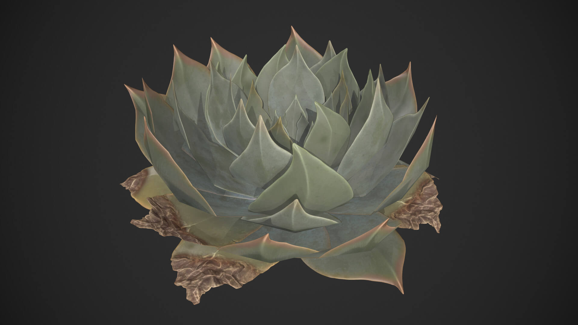Live Forever Succulent - 3D Model by yn-delmund