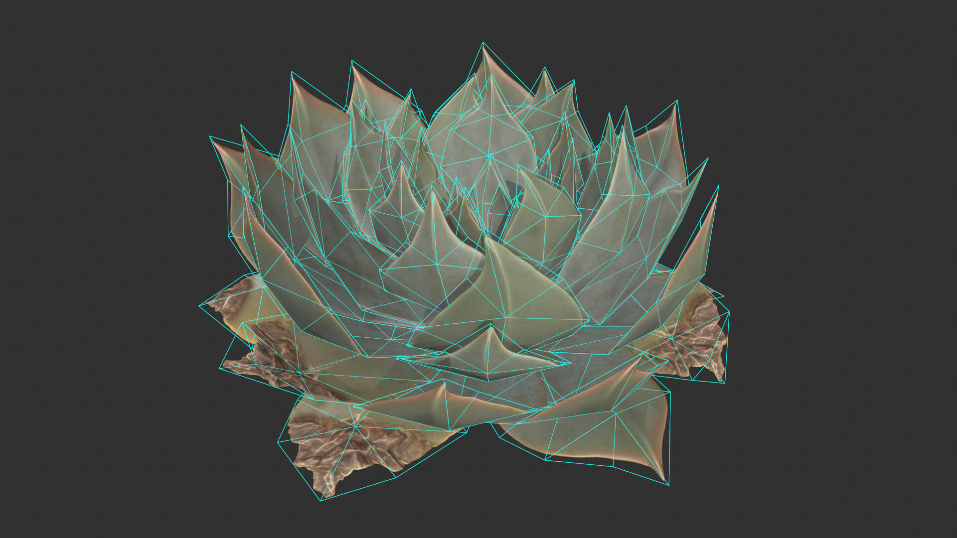 Live Forever Succulent - 3D Model by yn-delmund