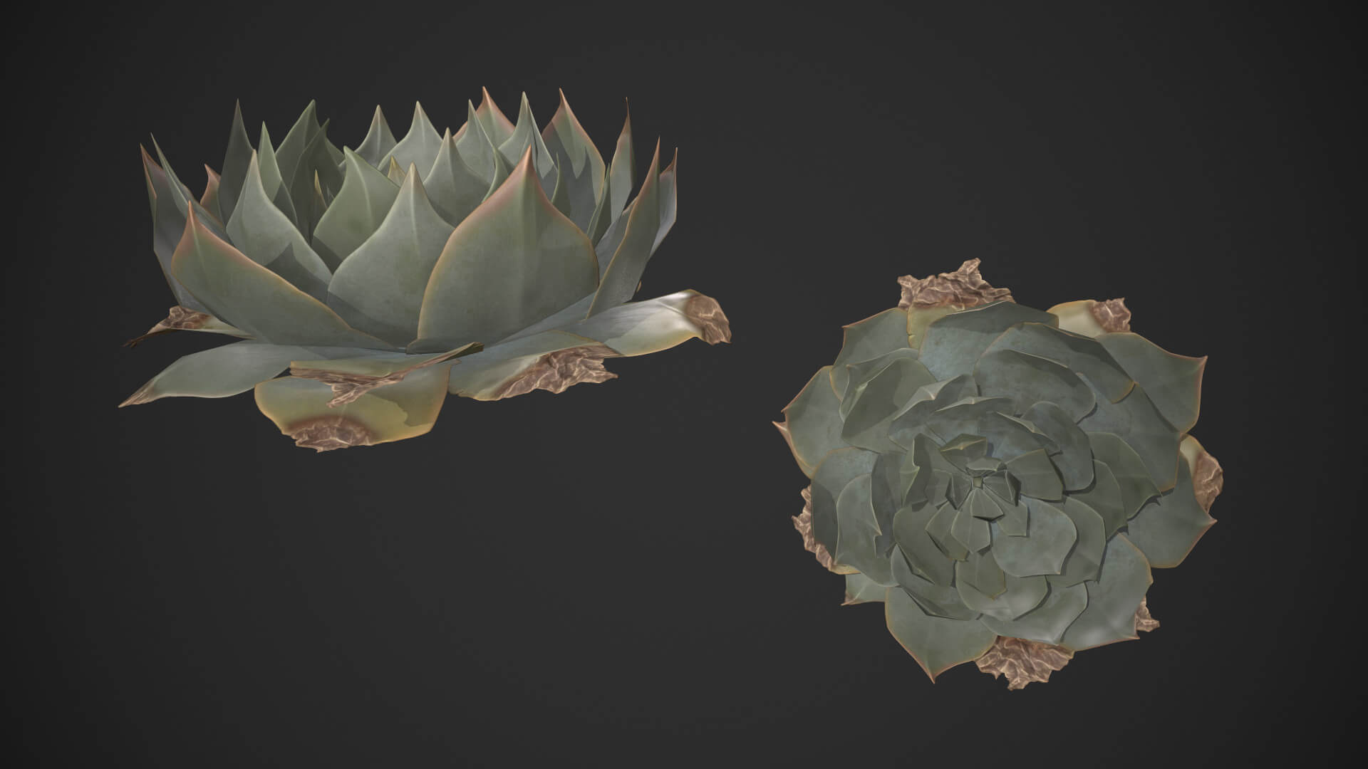 Live Forever Succulent - 3D Model by yn-delmund