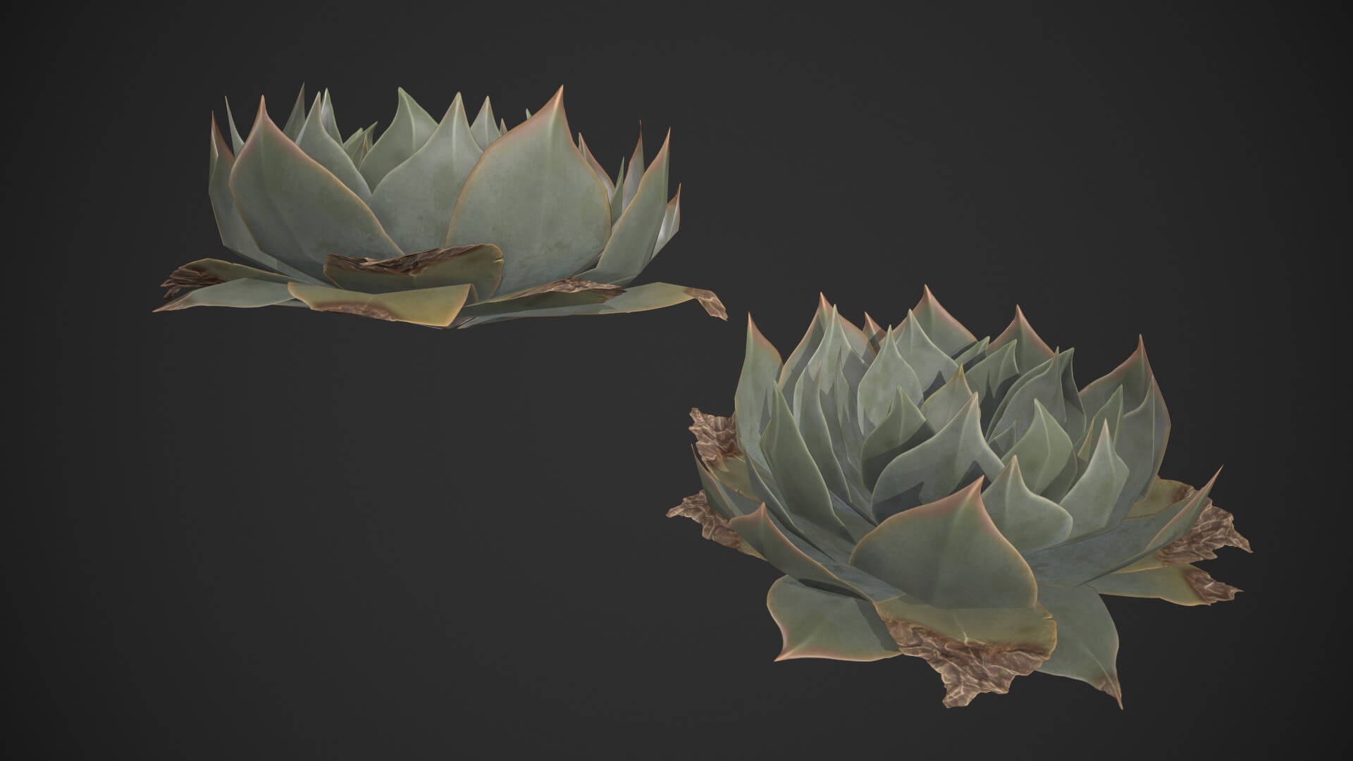 Live Forever Succulent - 3D Model by yn-delmund