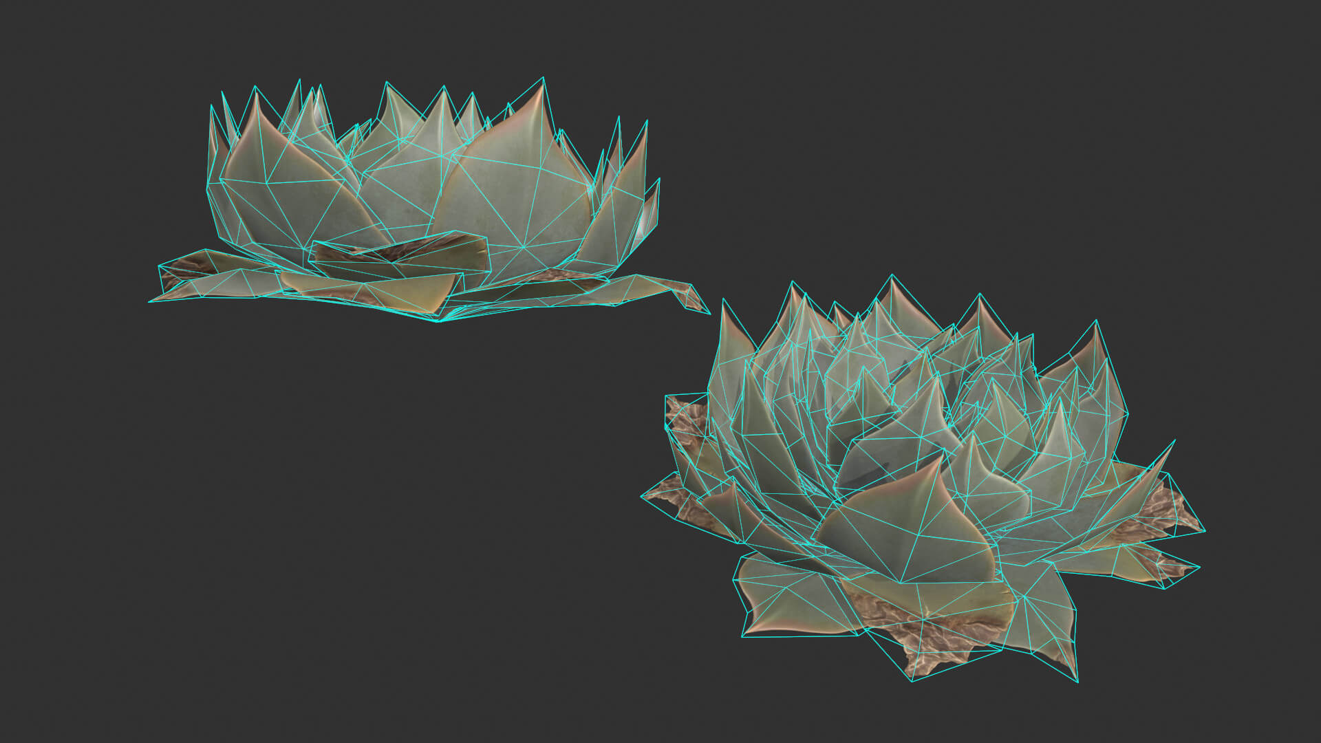 Live Forever Succulent - 3D Model by yn-delmund