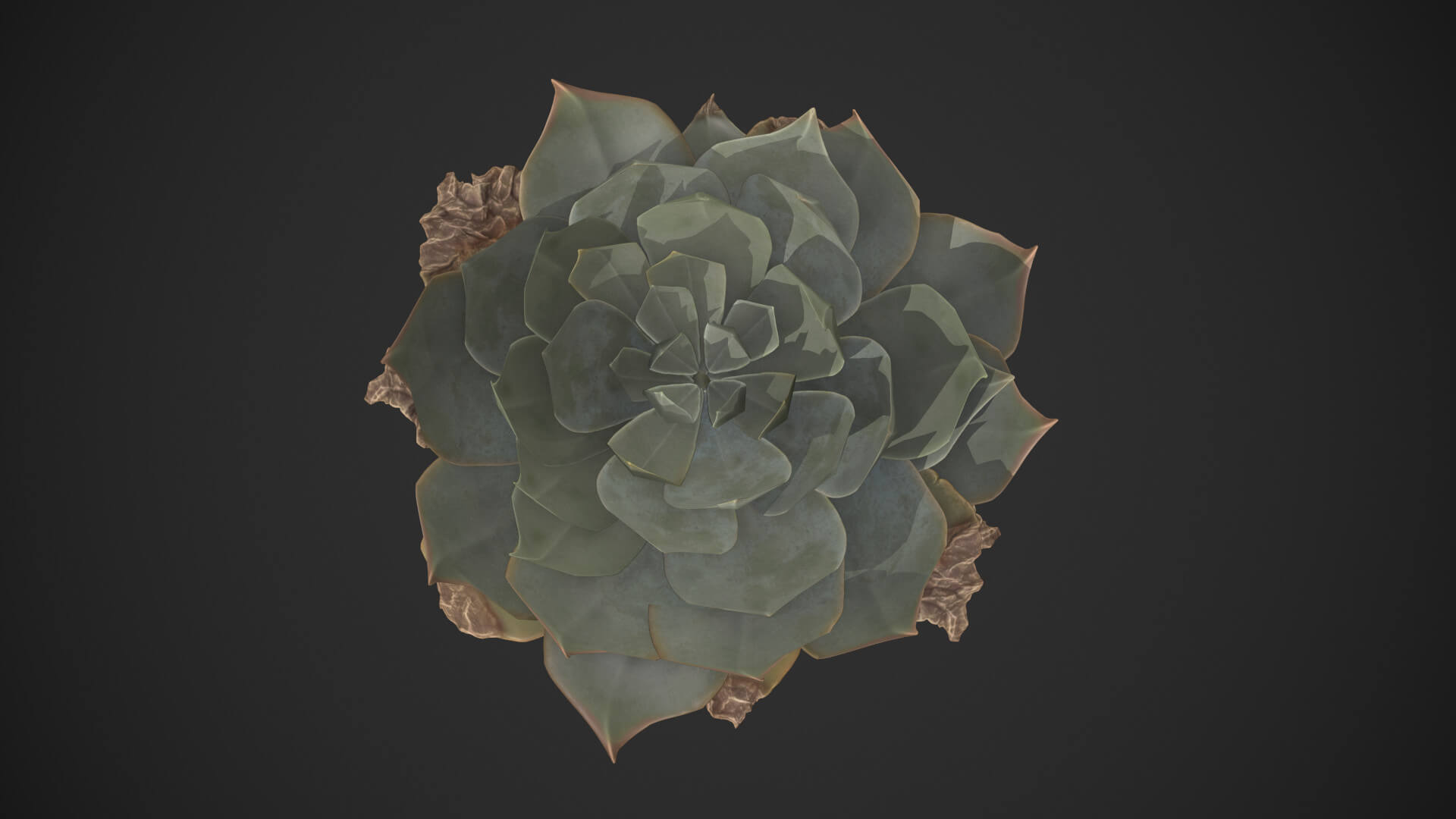 Live Forever Succulent - 3D Model by yn-delmund